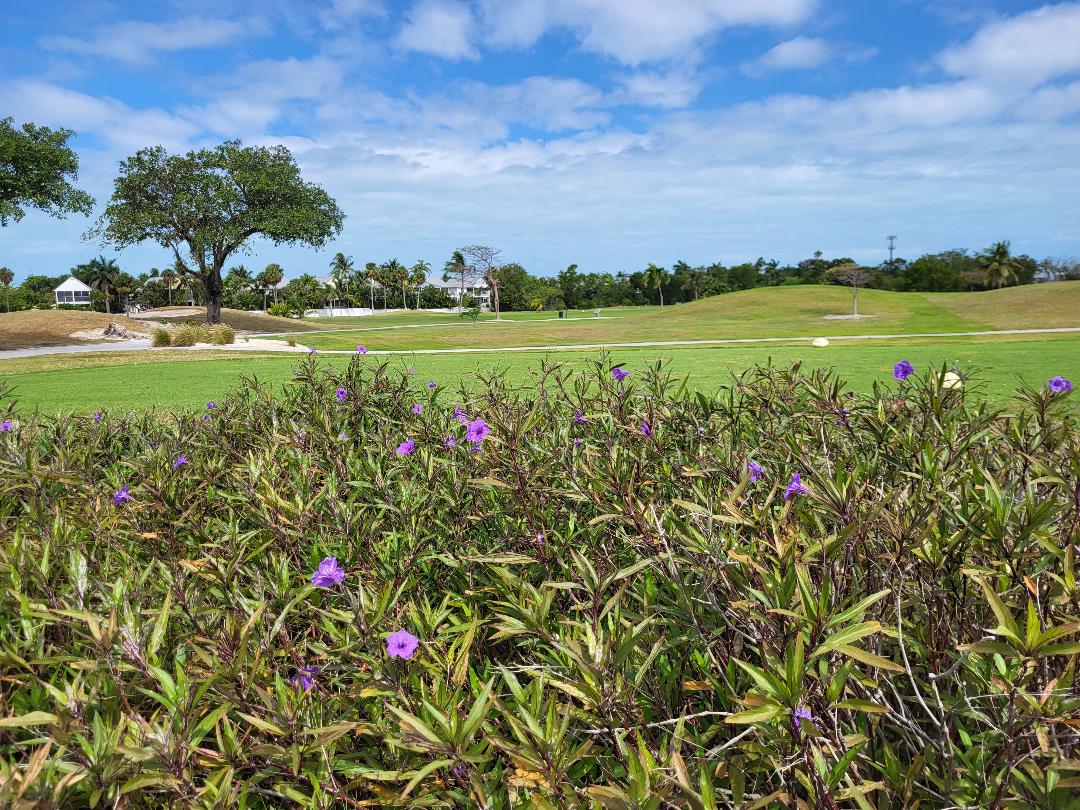 Key West Golf Club Review – 18 Holes and Counting!