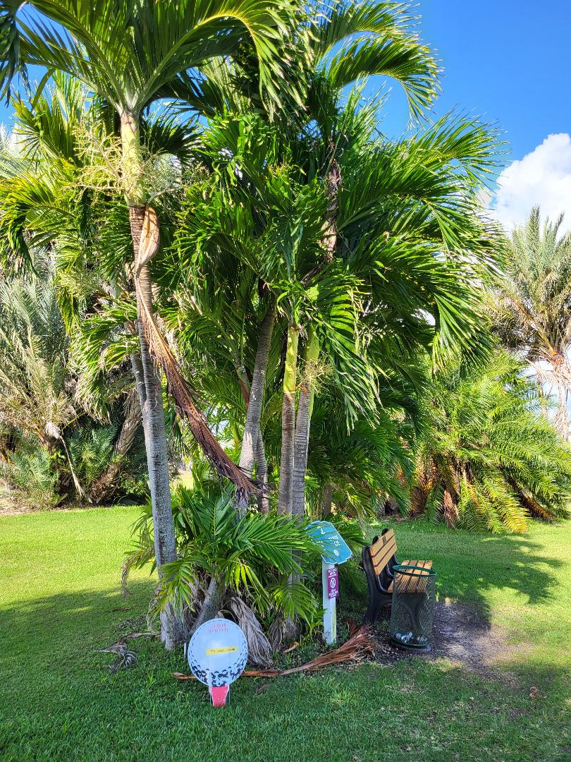 Key Colony Beach Par 3 Golf Course Review – 18 Holes and Counting!